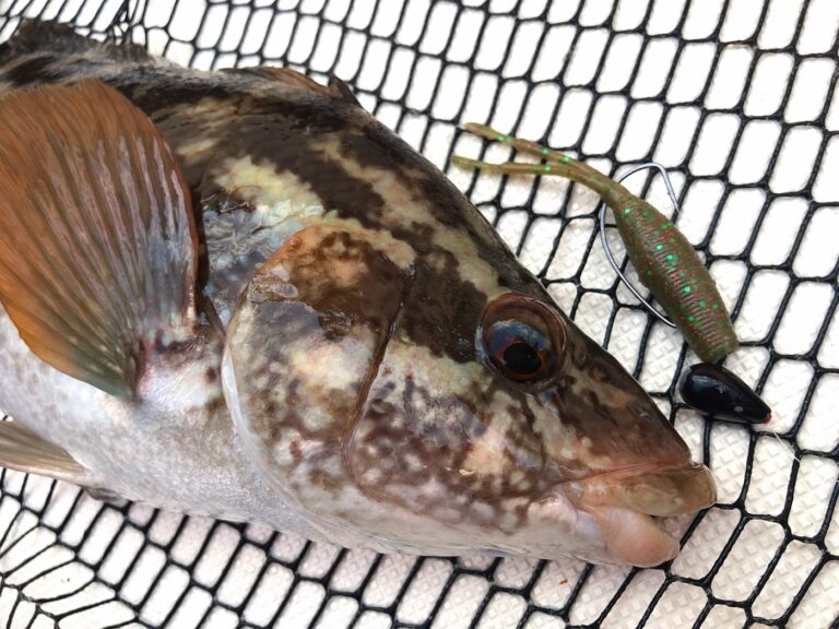 Free Rig FTW - Hard Rock Fishing | HRF