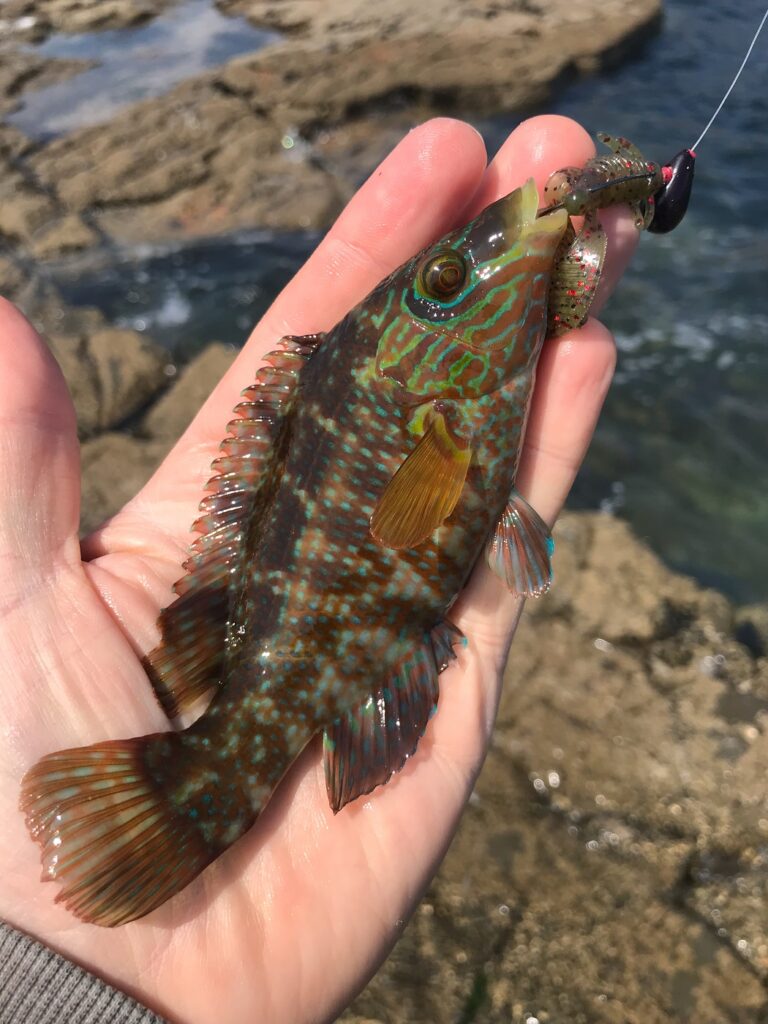 Corkwing Wrasse on Creature Baits - Hard Rock Fishing | HRF
