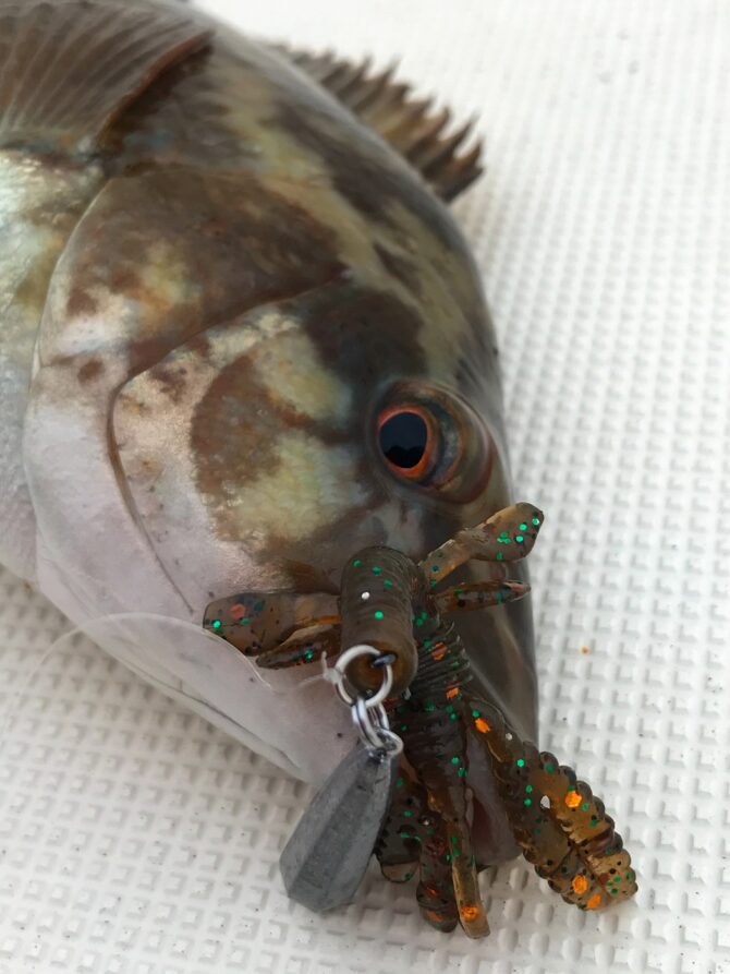 Hard Rock Fishing | HRF | Lure Fishing For Wrasse